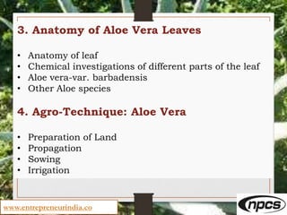 Aloe Vera Processing, Cultivation, Extraction, Formulations & Products ...