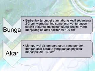 Aloe vera ppt | PPTX