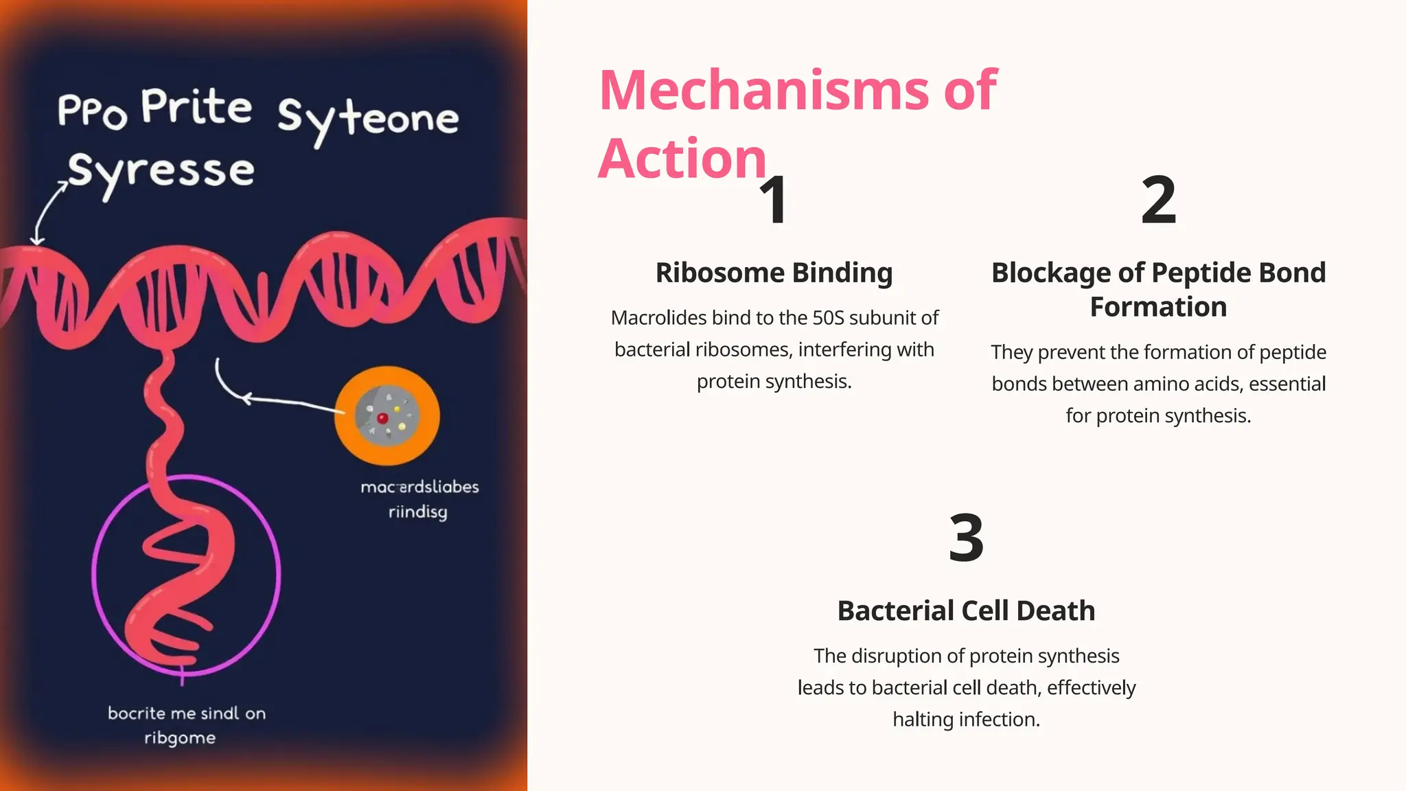 Aminoglycoside,Mechanism of Action,pharmacokinetics,Adr | PPTX