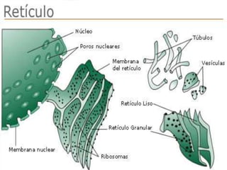 Retículo Endoplasmatico | PPTX