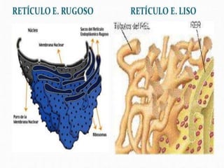 Retículo Endoplasmatico | PPTX