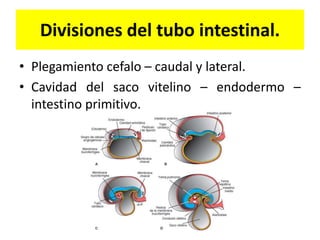 Aparato digestivo | PPTX