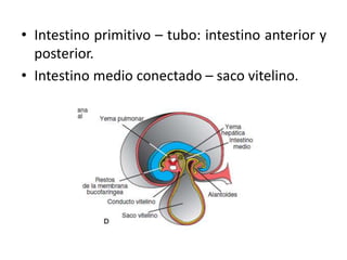 Aparato digestivo | PPTX