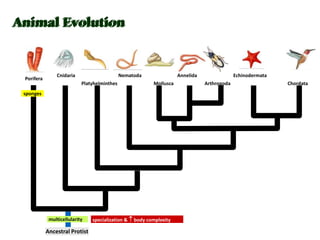 Alonzo_Cristian_Evolution_of_Animal_Phyla.pptx