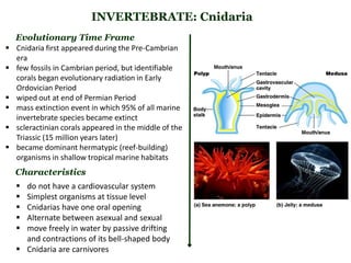 Alonzo_Cristian_Evolution_of_Animal_Phyla.pptx | Biological Sciences ...