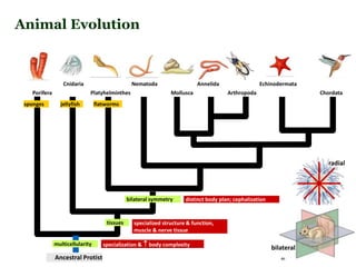Alonzo_Cristian_Evolution_of_Animal_Phyla.pptx