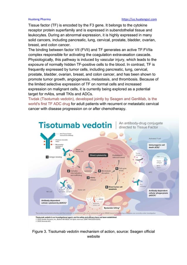 A Look into Antibody–drug conjugates (ADCs) Targets.pdf