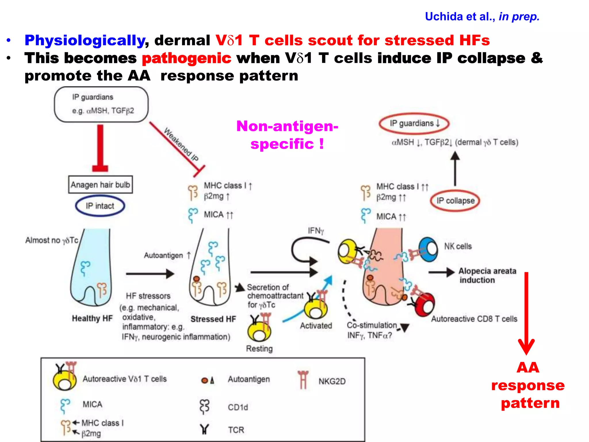 Alopecia Areata: Autoimmune Disease or Hair Follicle Response Pattern ...