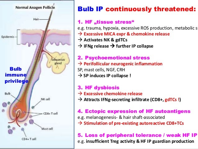 Alopecia Areata Autoimmune Disease Or Hair Follicle Response Pattern