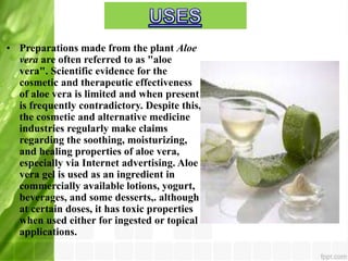 Alovera | PPTX | Holistic Health | Alternative Medicine