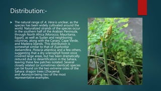Aloe vera & Neem Plant uses ppt. with animation | PPTX