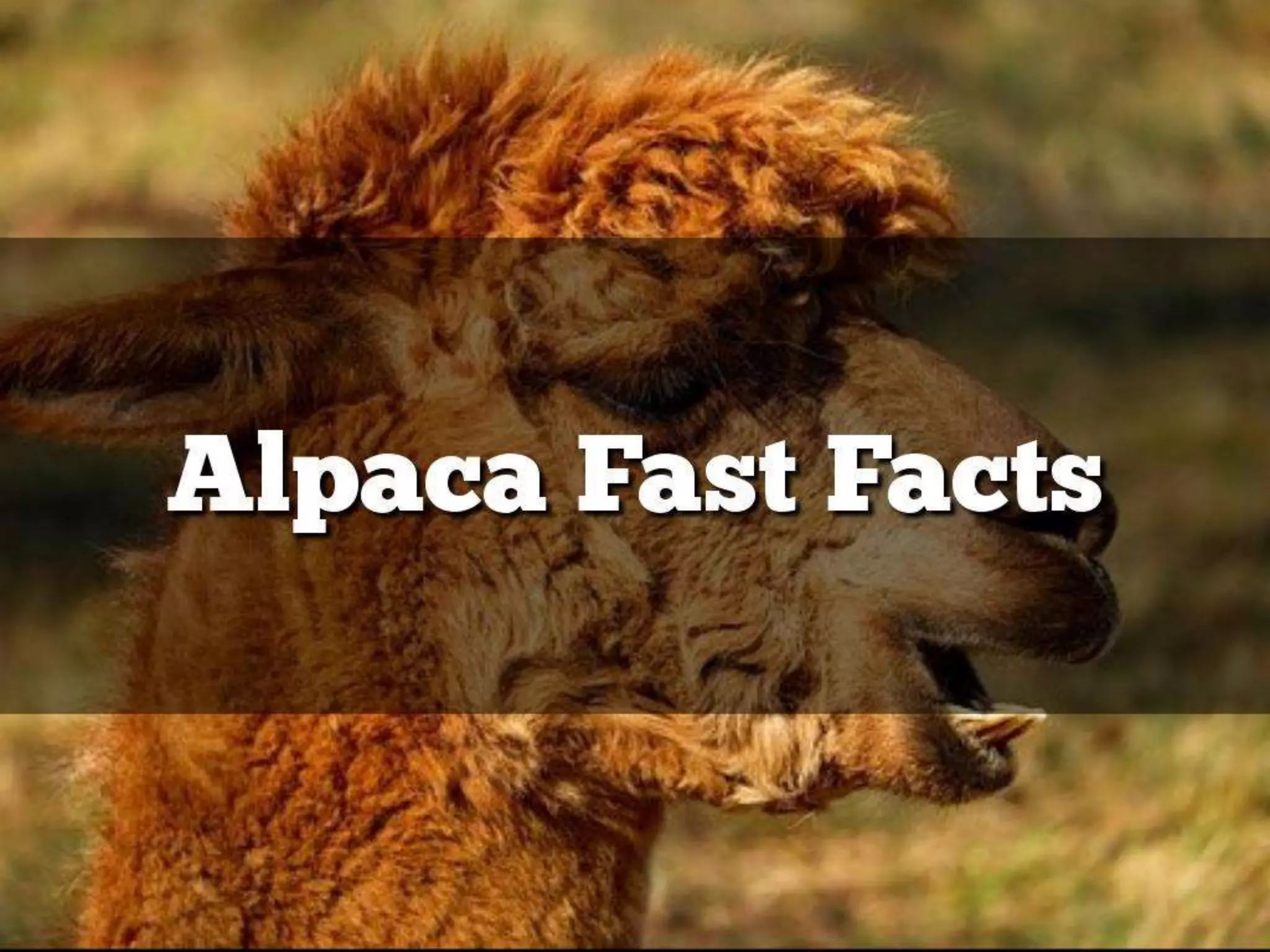 Alpaca Fast Facts | PPT