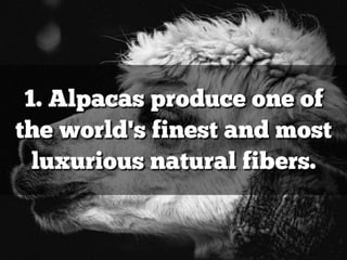 Alpaca Fast Facts | PPT