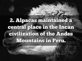 Alpaca Fast Facts | PPTX