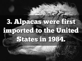 Alpaca Fast Facts | PPT