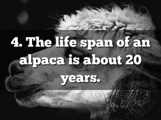 Alpaca Fast Facts | PPTX