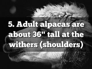 Alpaca Fast Facts | PPTX