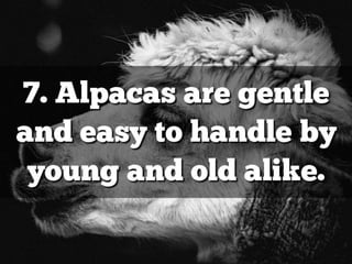 Alpaca Fast Facts | PPTX