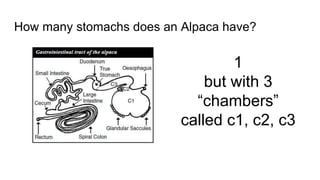 Alpacas quiz for kids | PPTX | Zoos & Aquariums | Attractions