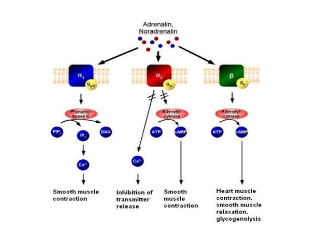 Alpha 1 adrenergic receptor