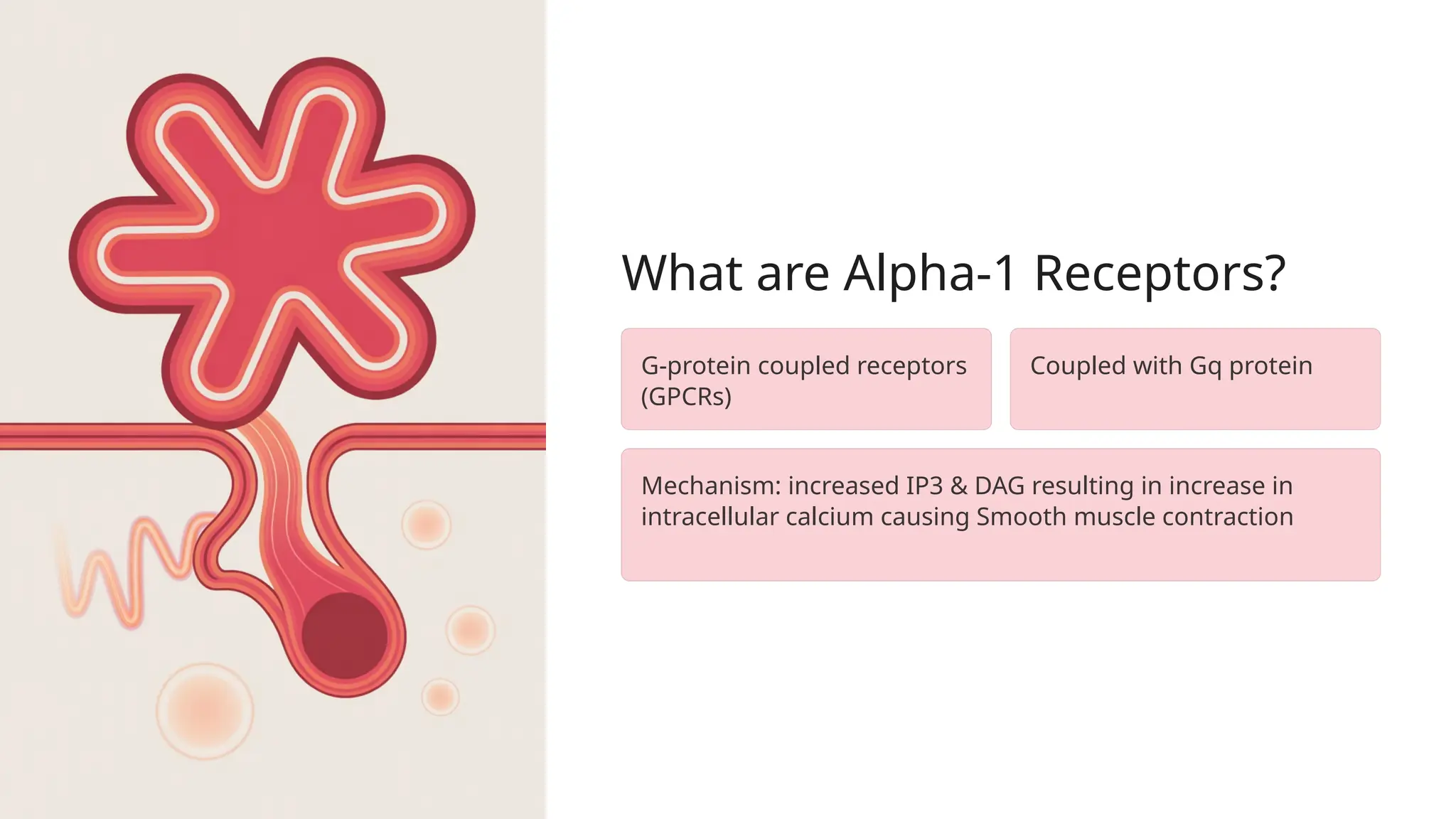 Alpha 1 Adrenoreceptors OPRA Exam Preparation.pptx