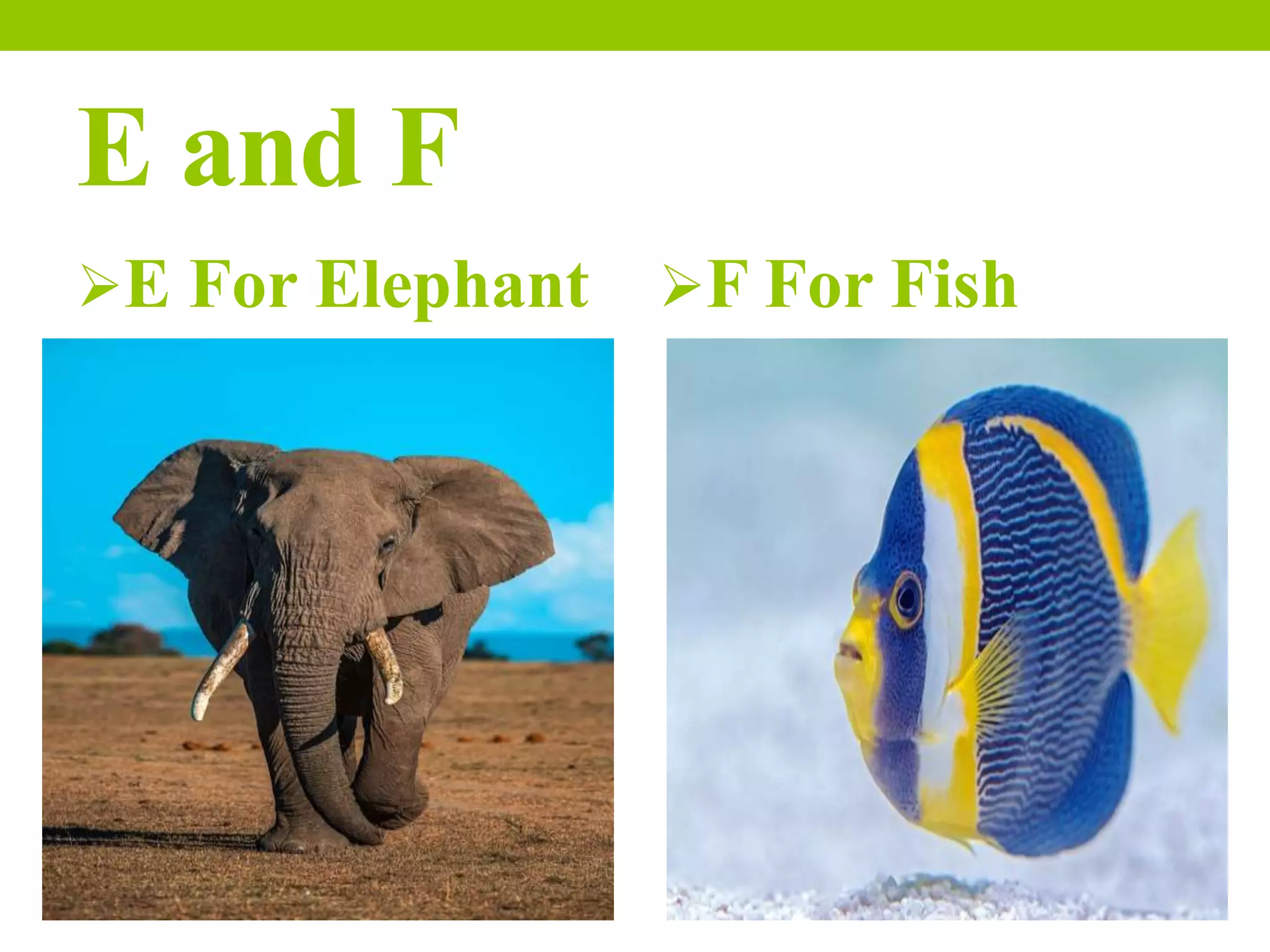 Alphabet abc daily life | PPT