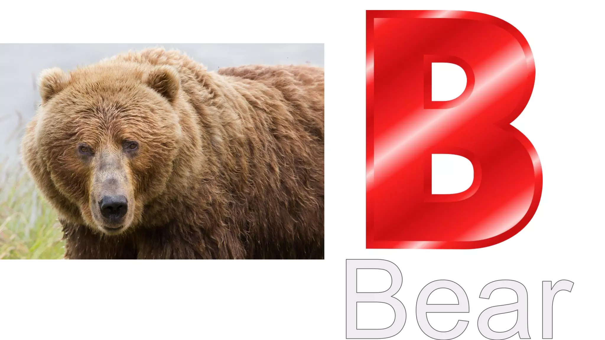 Alphabet Animals.pdf