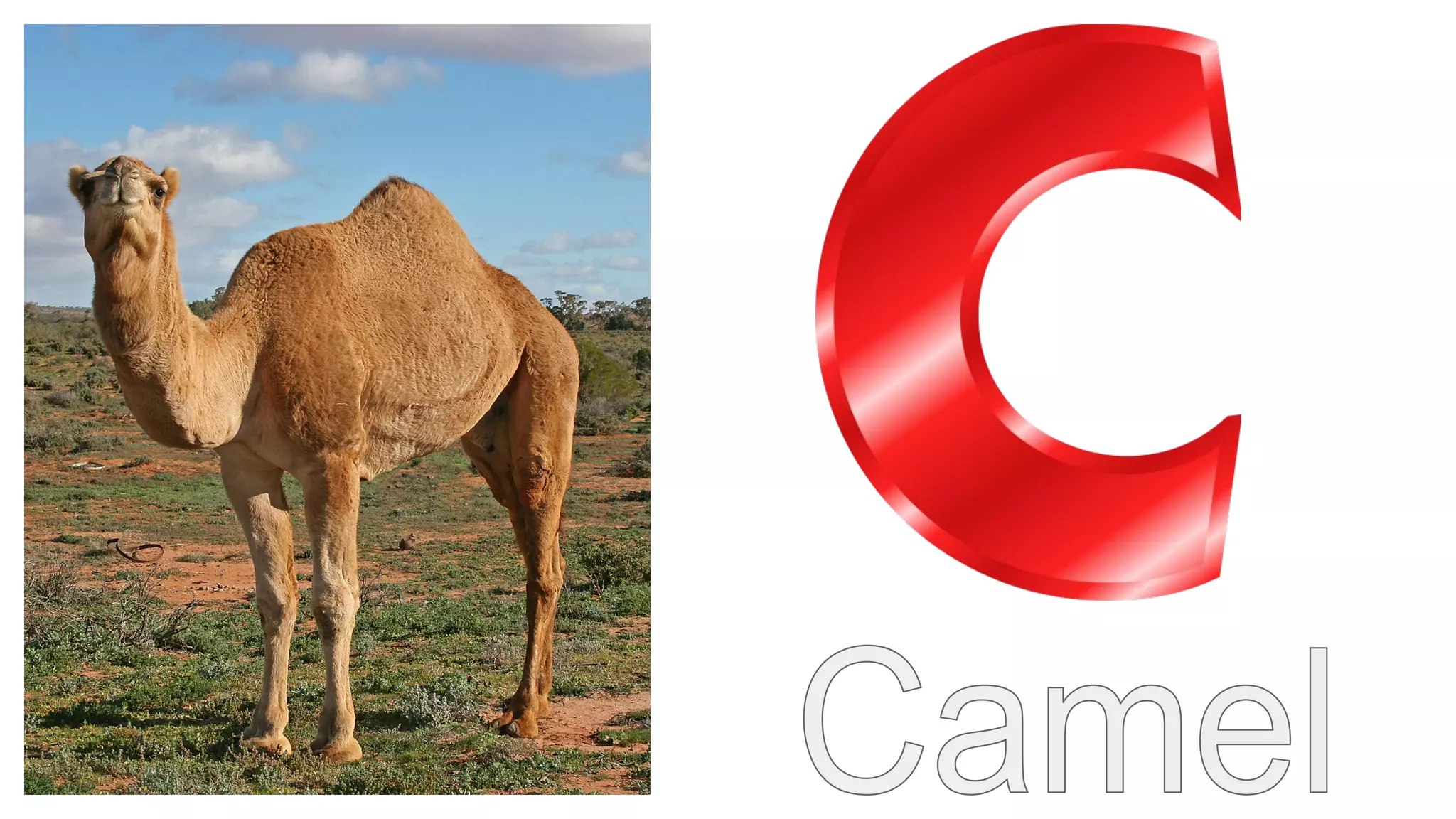 Alphabet Animals.pdf