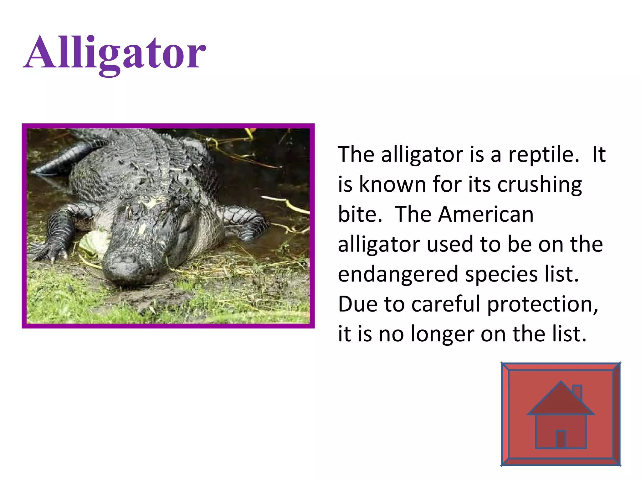 Alphabet johnson | PPT