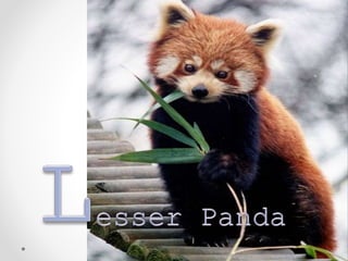 Alphabet of Endangered Animals | PPTX