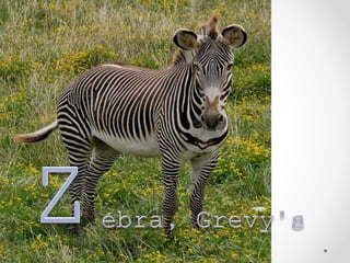 Alphabet of Endangered Animals | PPT