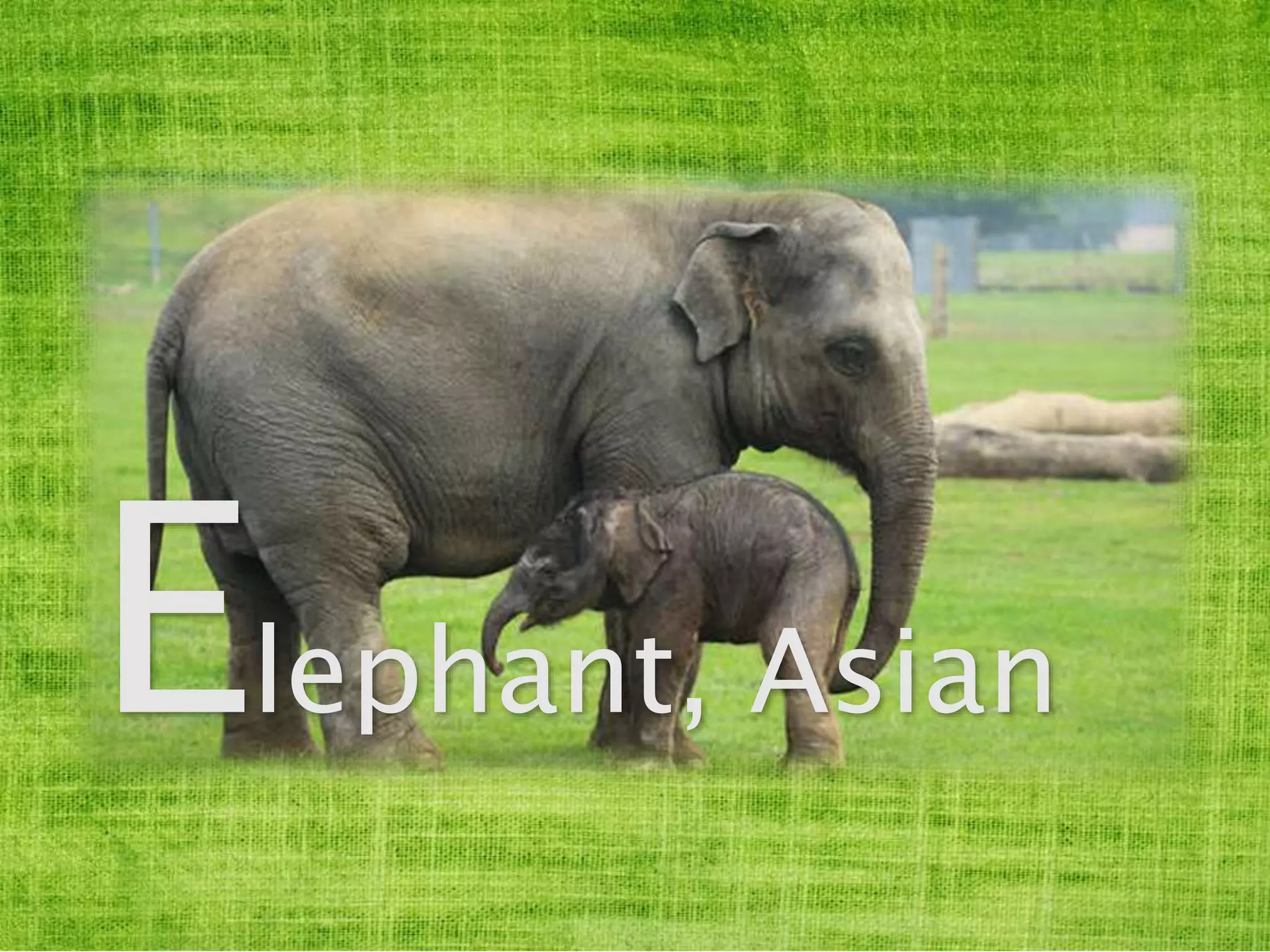 Alphabet of Endangered Animals 2018 | PPTX