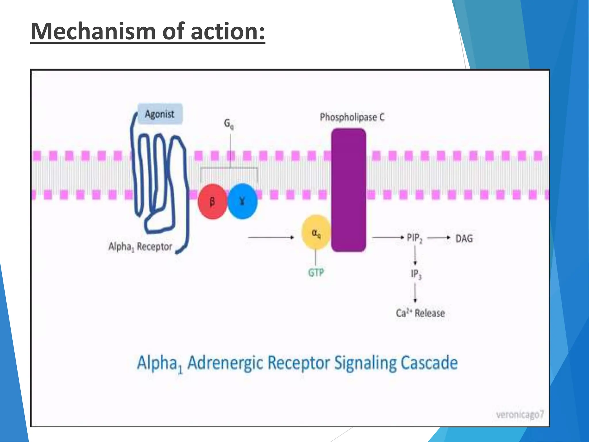 alpha blocker, receptors, antagonist, mechanism of action | PPTX