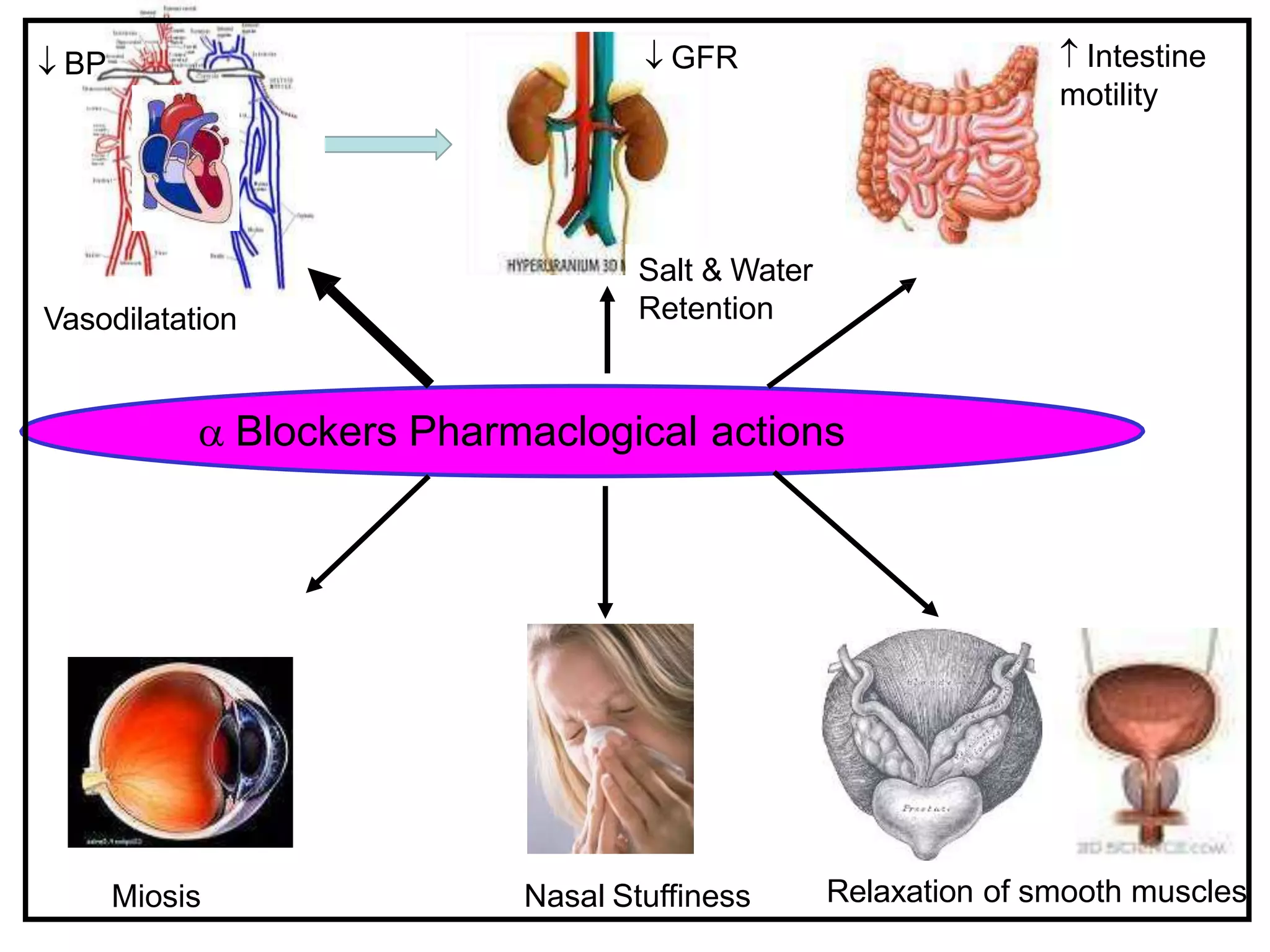 Alpha blockers | PPT
