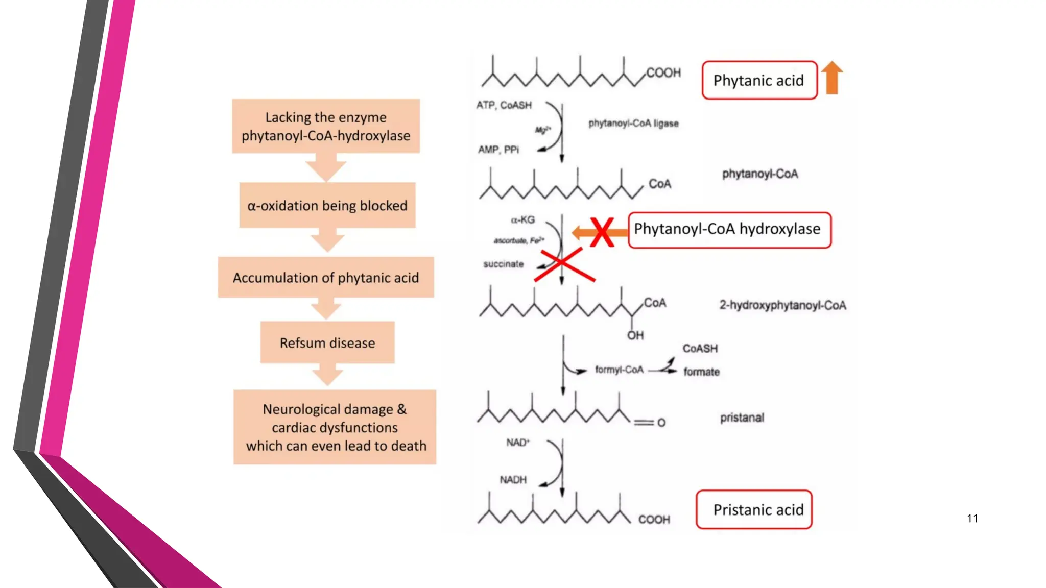 Alpha & Omega oxidation of Fatty Acid.pptx | Chemistry | Science