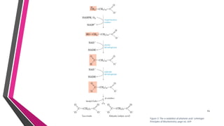 Alpha & Omega oxidation of Fatty Acid.pptx | Chemistry | Science