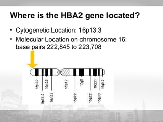 Alpha thalassemia(hba 2) | PPT