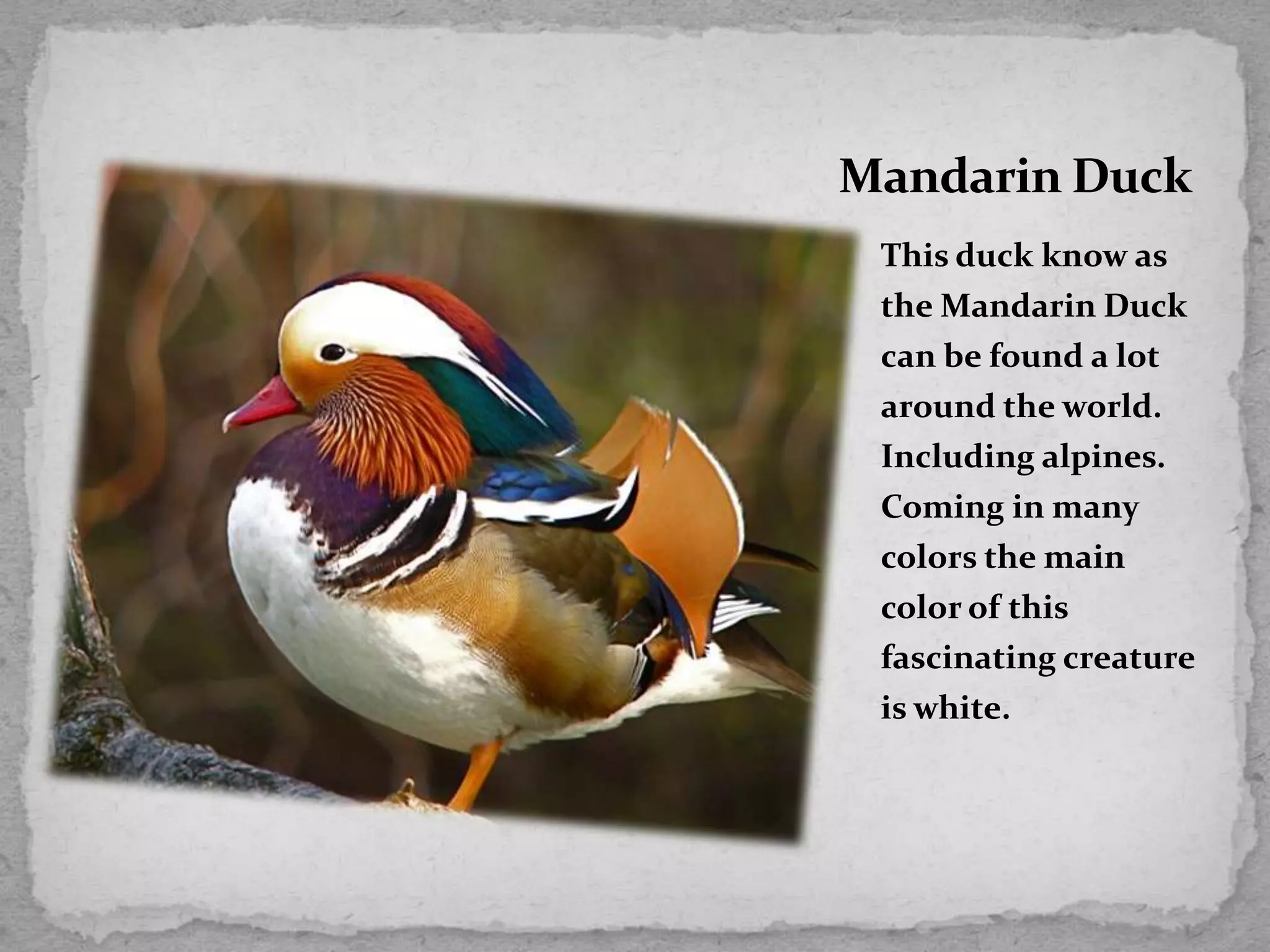 Alpine animals | PPT