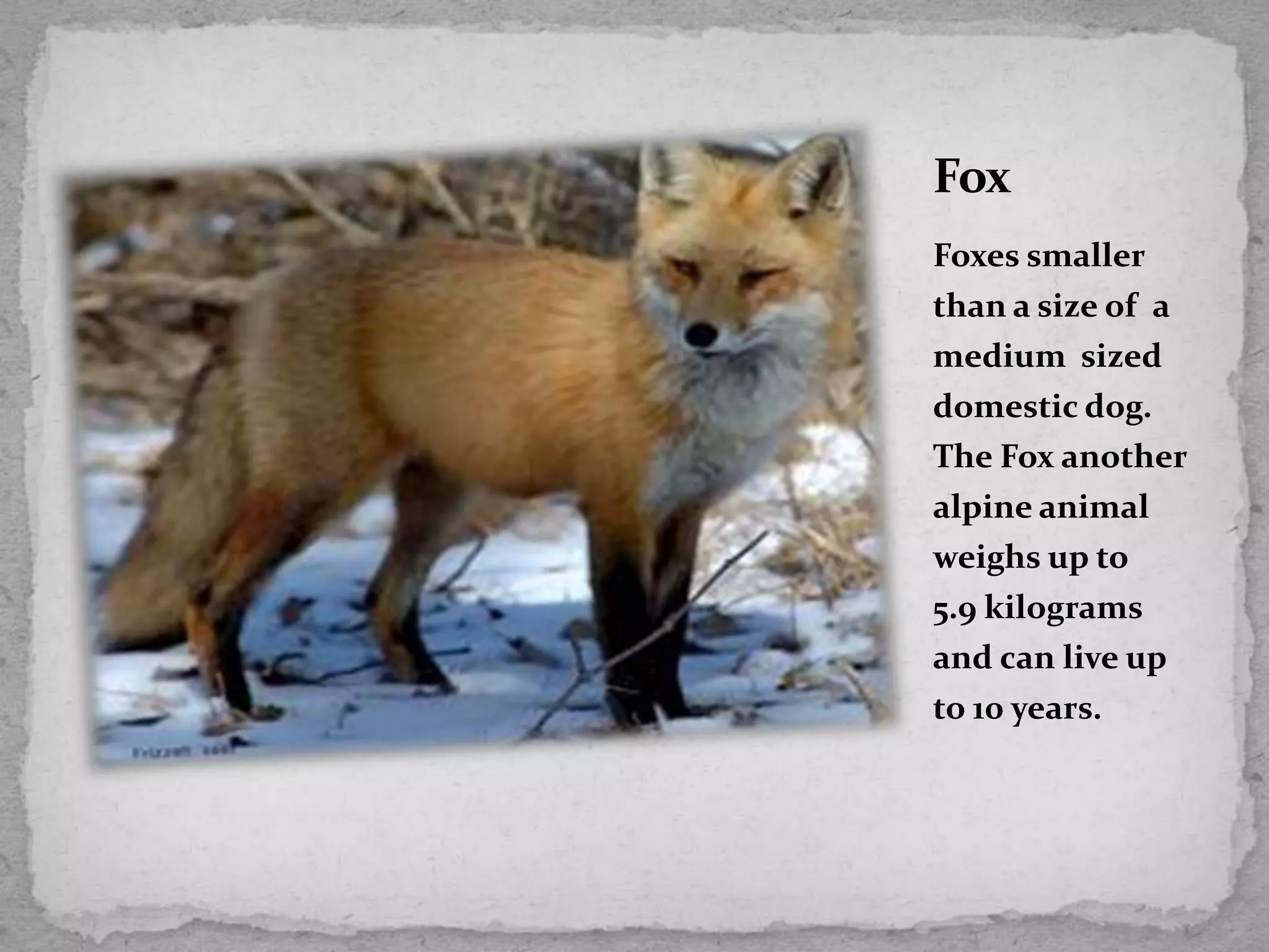 Alpine animals | PPT