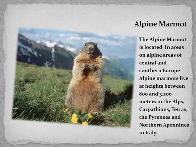 Alpine animals | PPT