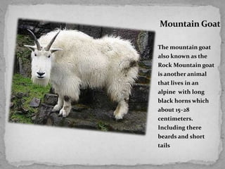 Alpine animals | PPT