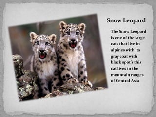Alpine animals | PPT