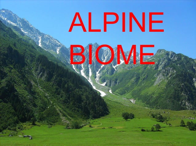 Alpine biome | PPT