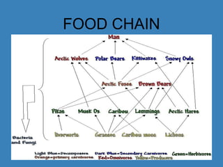 Alpine Food Web