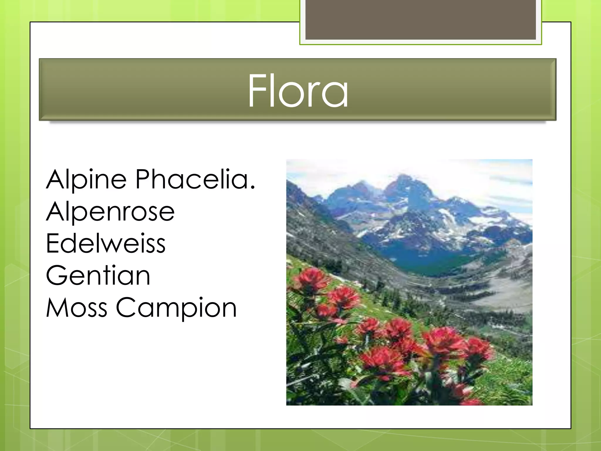 Alpine biome presentation | PPTX