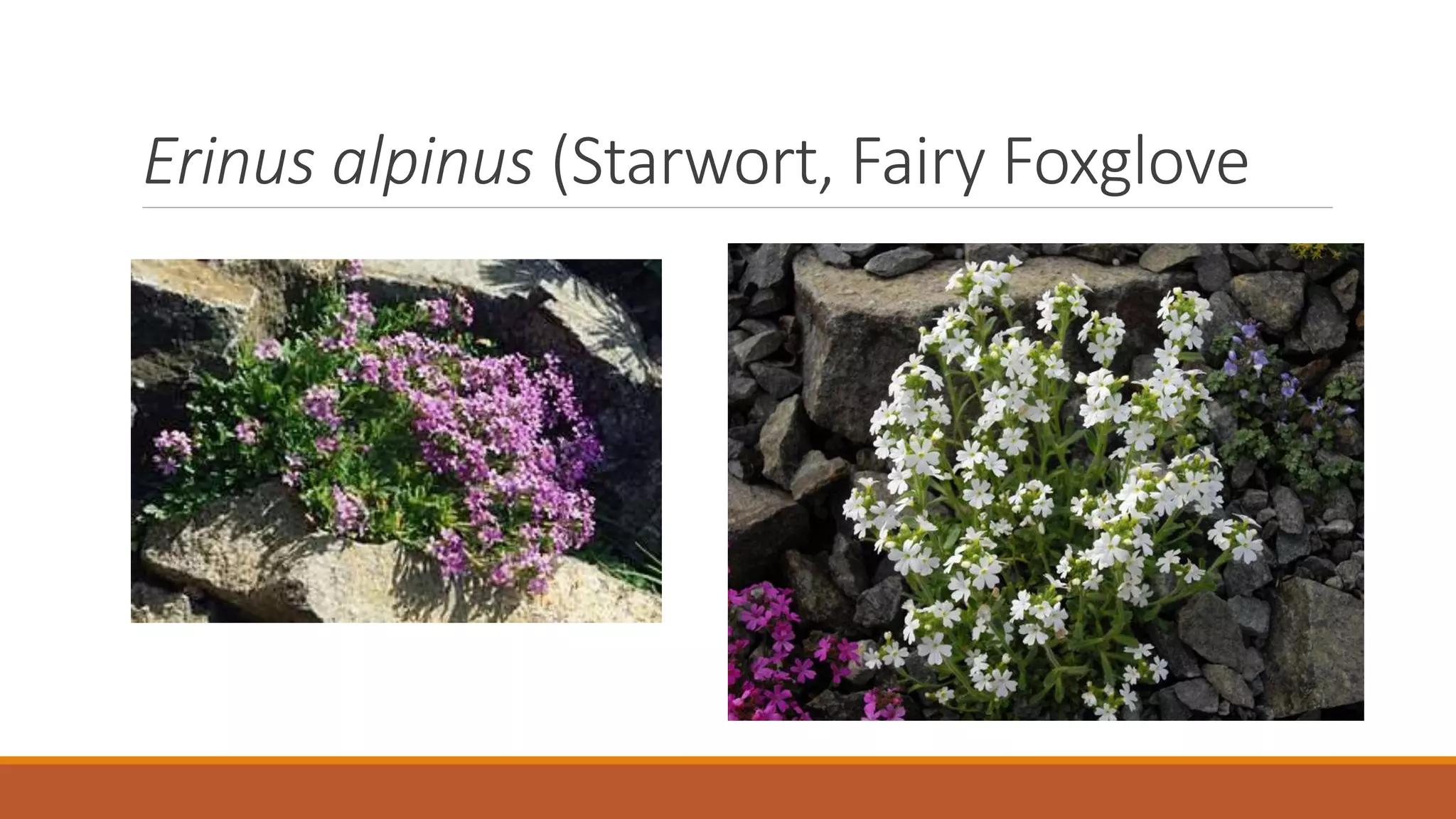 Alpine plant examples | PPTX