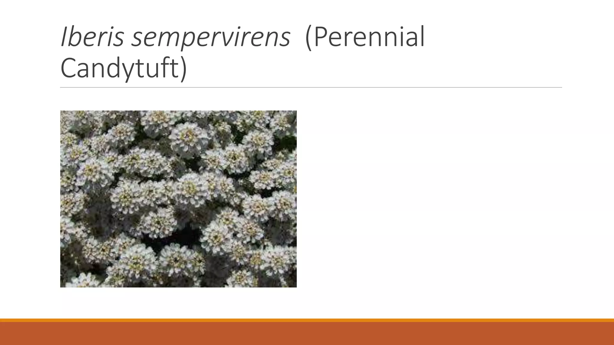 Alpine plant examples | PPTX