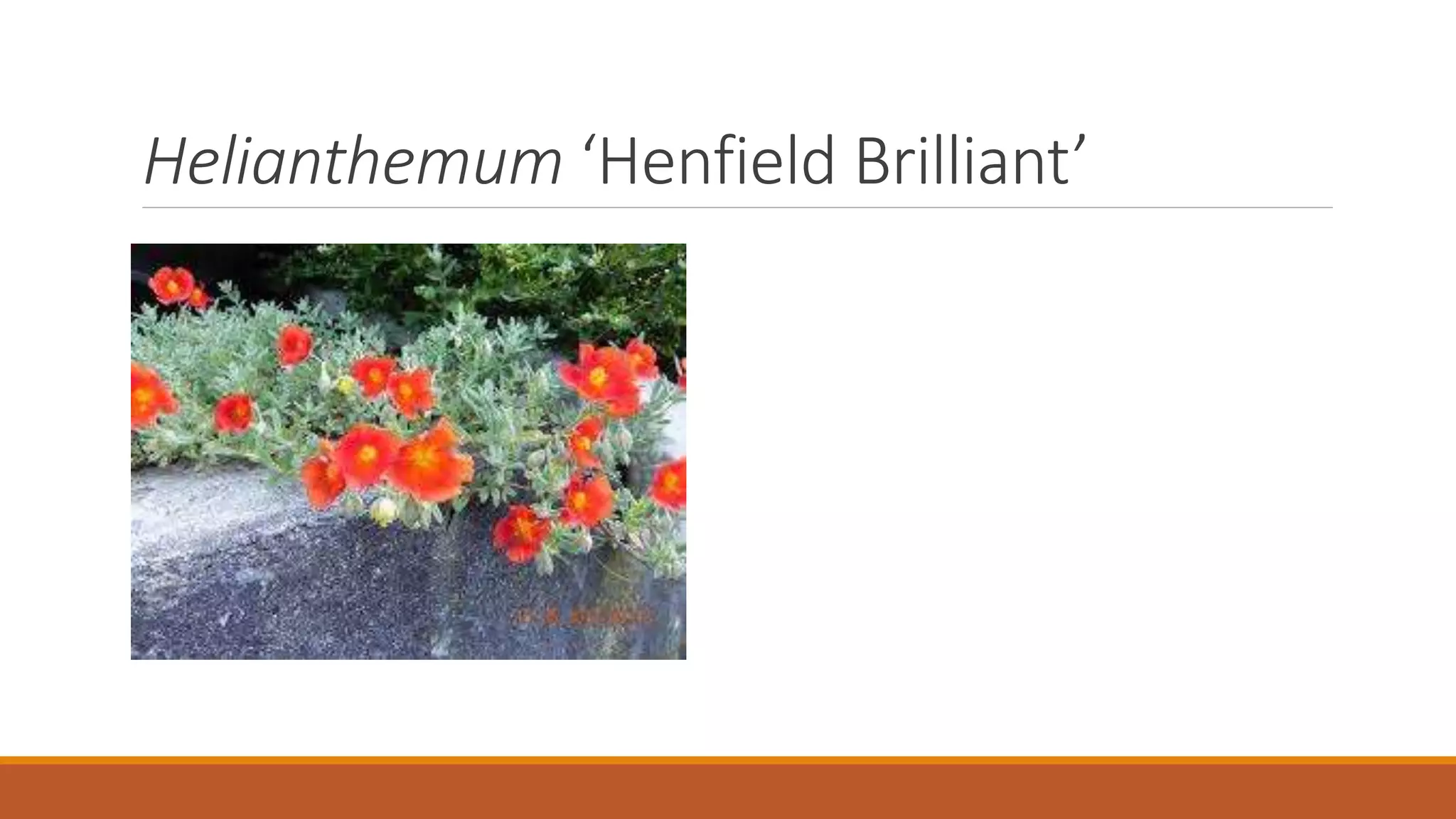 Alpine plant examples | PPTX