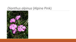 Alpine plant examples | PPTX