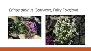 Alpine plant examples | PPTX